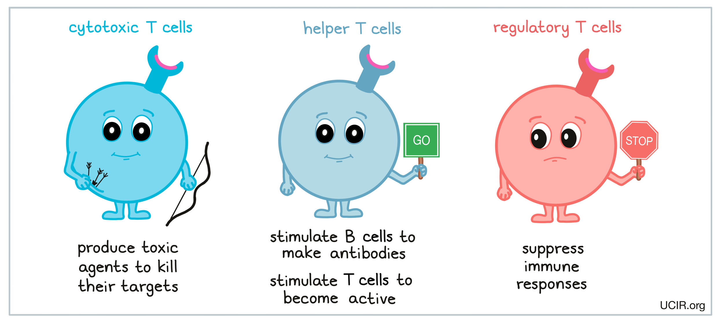 Killer T Cells